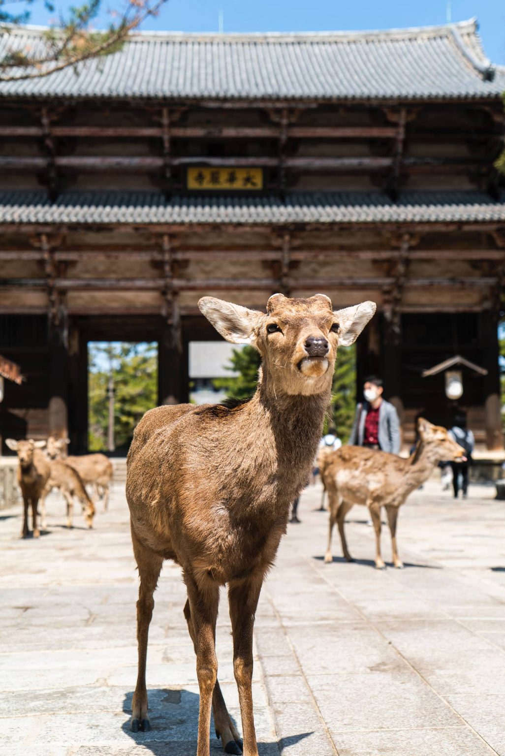 MW Tours | Nara Deer Park & Cherry Blossoms Japan